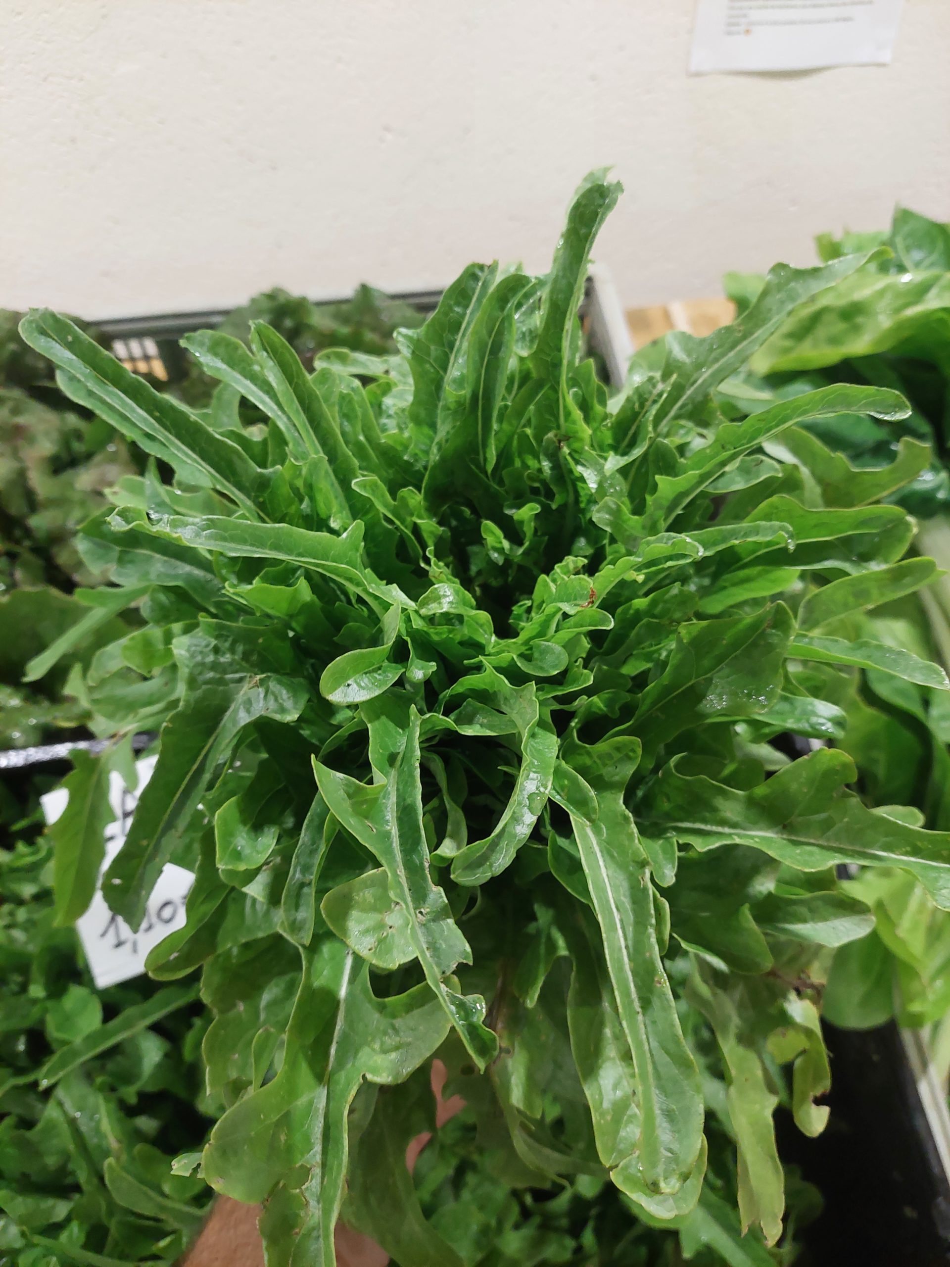 Salade Cressonnette du Maroc - Le Domaine de PermaVillam